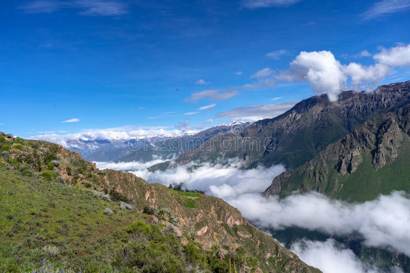 Condor Flying in Colca Canyon with a Clear Blue Sky, Peru Stock Image ...
