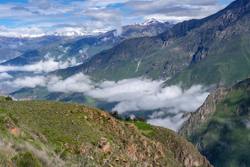 Condor Flying in Colca Canyon with a Clear Blue Sky, Peru Stock Image ...