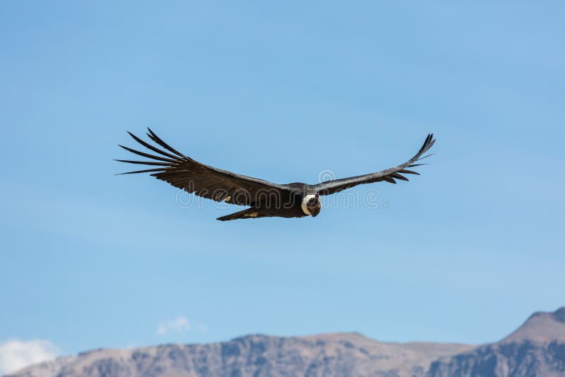 Condor stock photo. Image of people, excursion, canyon - 99603084