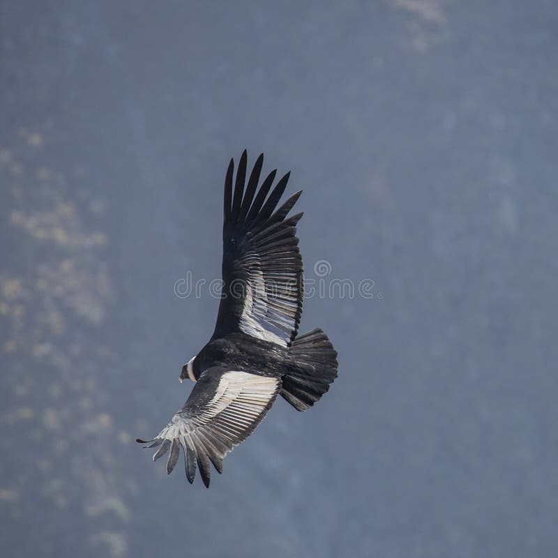 Condor flying stock image. Image of male, flying, wings - 84733279