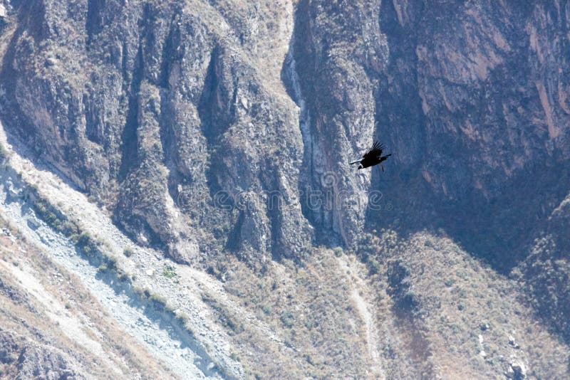 Condor flying in Peru stock image. Image of country - 105067719