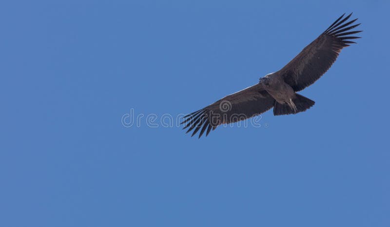 Condor flying in Peru stock image. Image of high, andes - 107604649