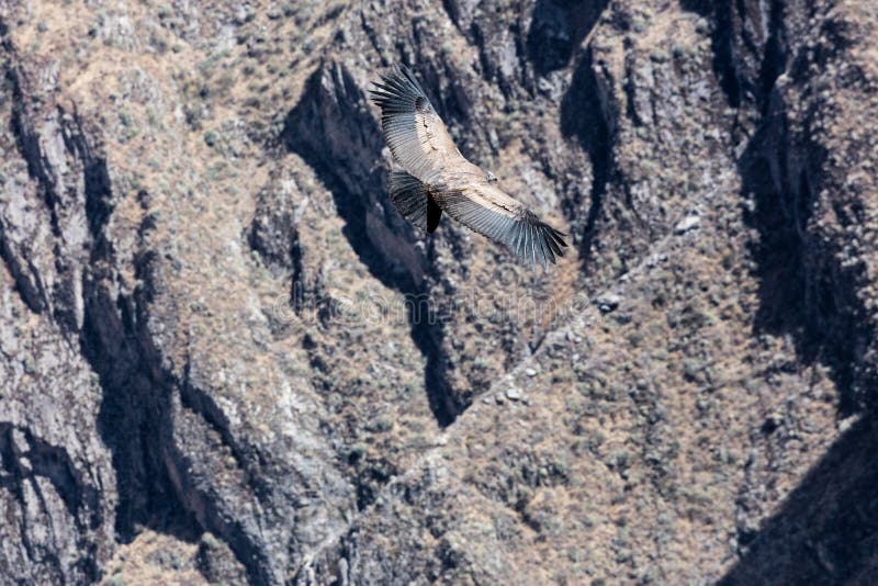 Condor flying in Peru stock image. Image of creature - 120280893