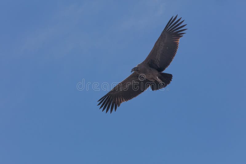 Condor flying in Peru stock photo. Image of andean, peruvian - 129521512