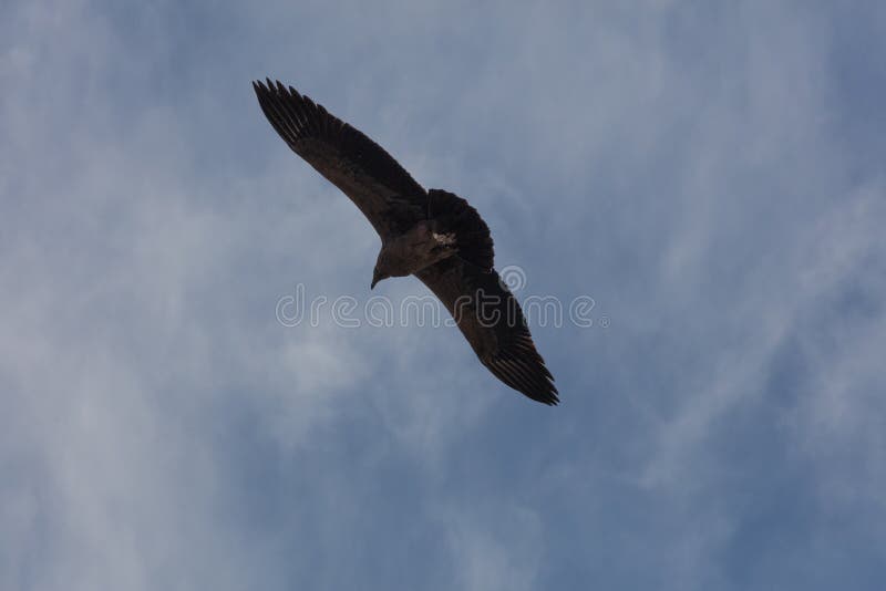 Condor flying in Peru stock photo. Image of colca, animal - 125067076