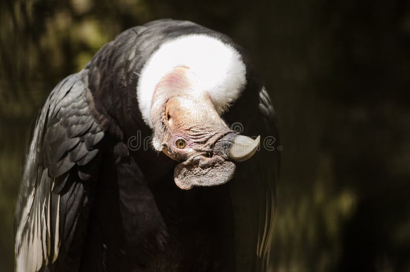 Condor Head at Riga Zoo, Latvia Stock Image - Image of condor, fauna ...