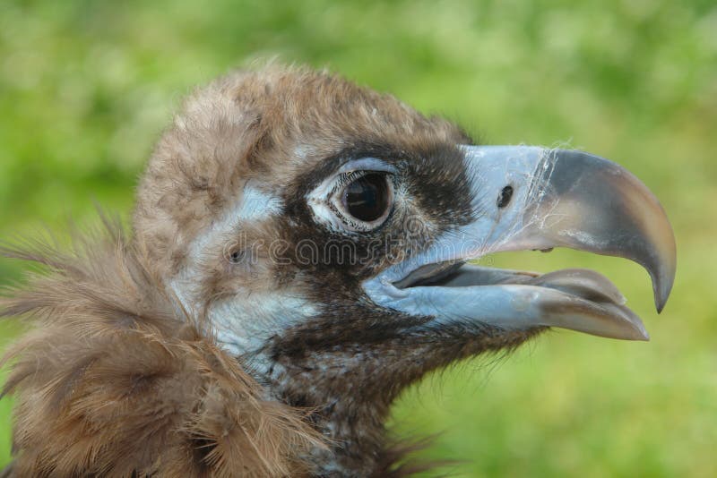 Condor head stock image. Image of beak, vulture, eyes - 87816649