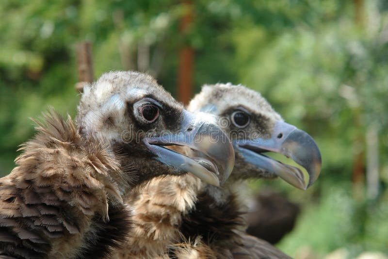 Condor head stock photo. Image of carrion, eyes, buzzard - 87815812