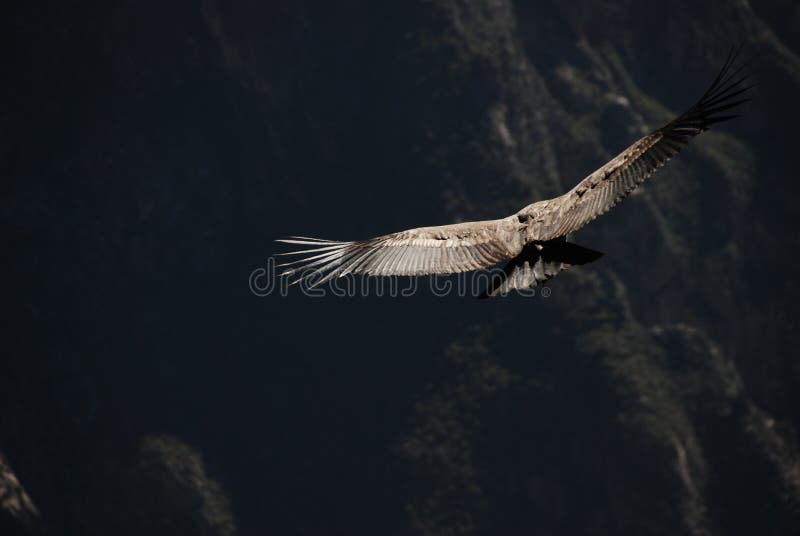 Condor in Peru stock photo. Image of animals, condor - 13193898