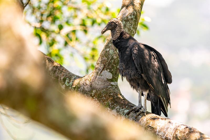 Condor Sits on a Tree Branch on a Rock Stock Photo - Image of american ...