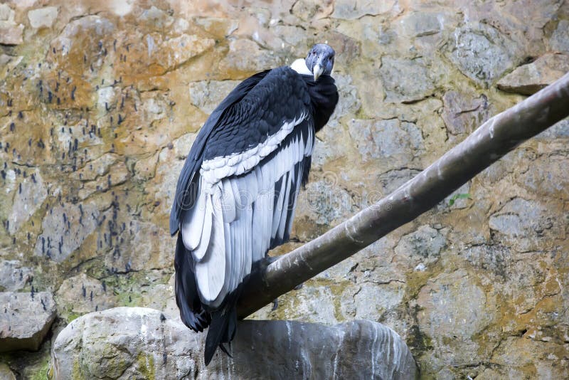 Condor stock photo. Image of feather, flight, sitting - 51400594
