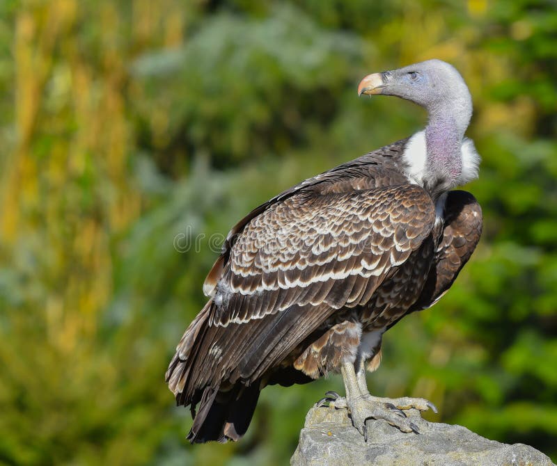 Condor sitting on rock stock image. Image of birdwatching - 87589555