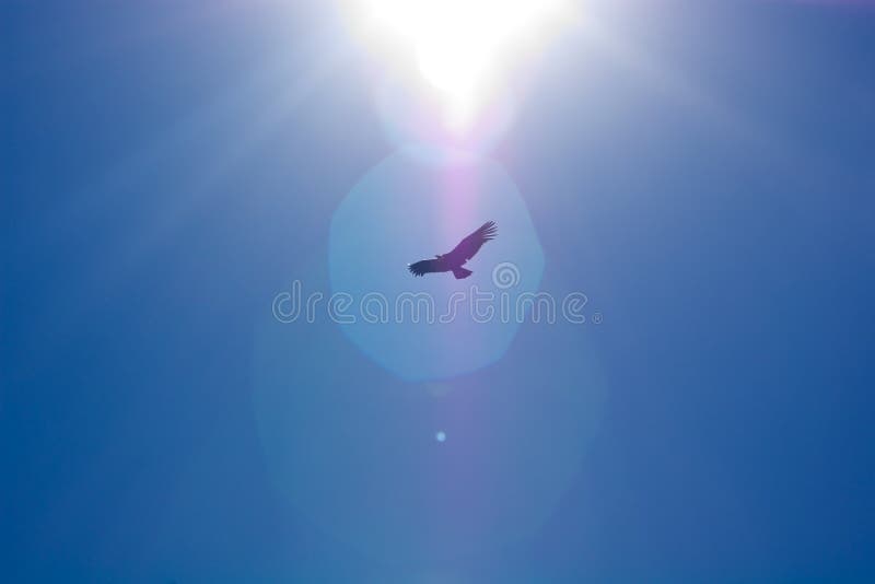 Condor Sun stock photo. Image of vultur, light, bird - 16145904