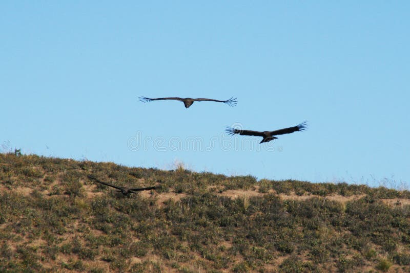 The condors flight stock image. Image of condor, canyon - 49059441