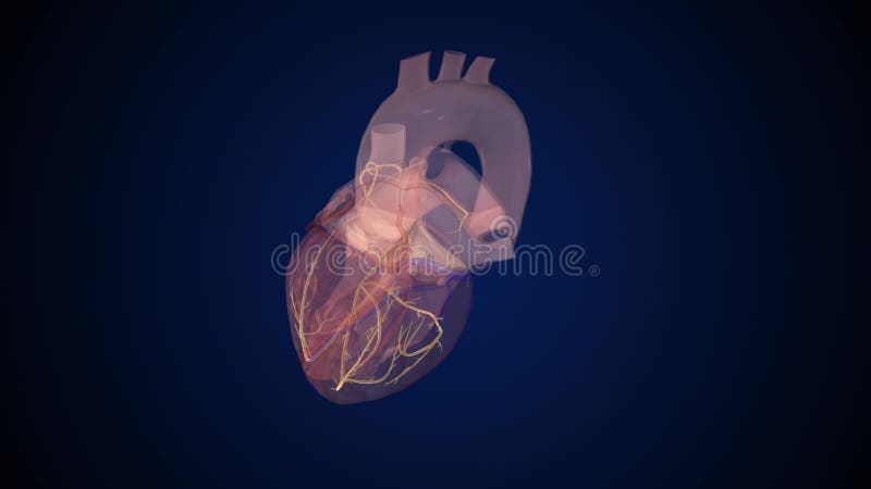 Cardiac Conduction System 3d Medical Stock Illustration - Illustration ...