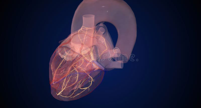 Conduction System during Normal Heart Beat Stock Illustration ...