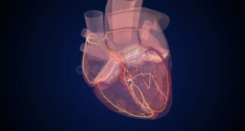 The Cardiac Conduction System is a Specialized Network of Nerve Fibers ...