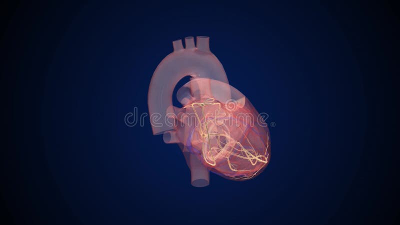 Cardiac Conduction System 3d Medical Stock Illustration - Illustration ...