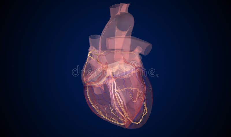 Conduction System with Normal Heart Beat Stock Illustration ...