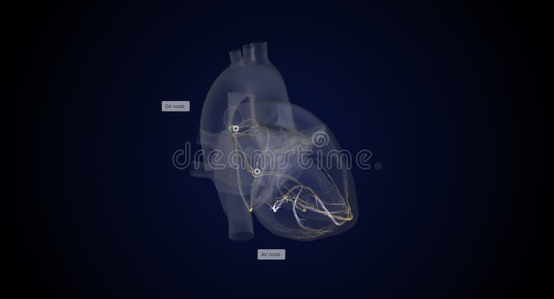 The Conduction System Sends Electrical Signals that Tell the Heart To ... The Conduction System Sends Electrical Signals that Tell the Heart To ...