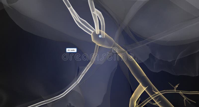 The Conduction System Sends Electrical Signals that Tell the Heart To ...