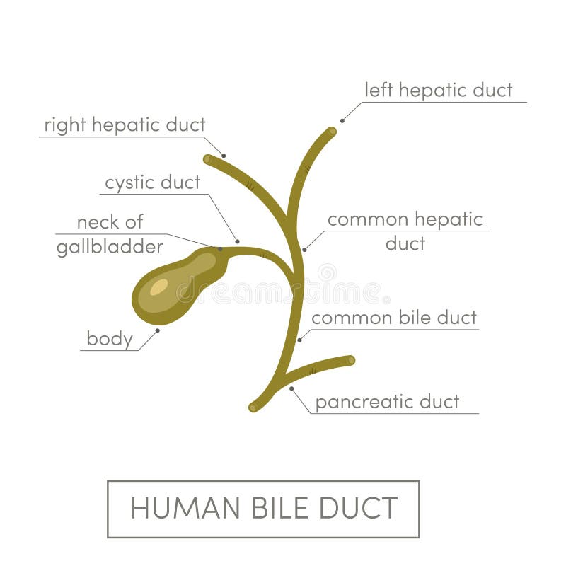 Conducto De La Vesícula Biliar Stock de ilustración - Ilustración de ...