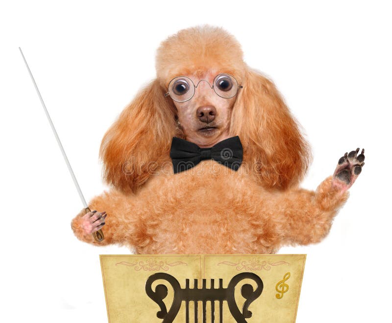 Conductor stock photo. Image of conductor, gorgeous, lovely - 40745488