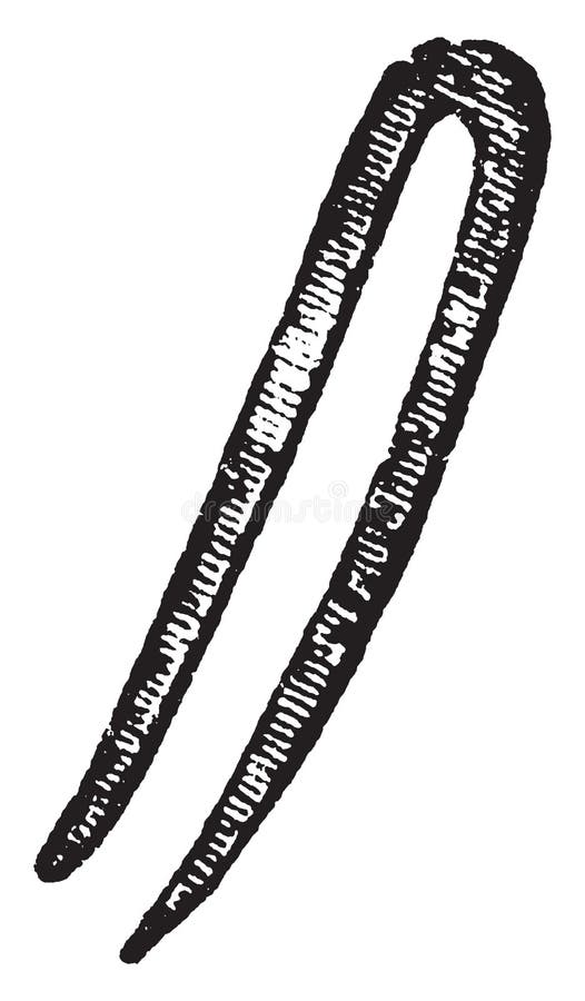 Conduplicate Leaf Vintage Illustration Stock Vector - Illustration of ...