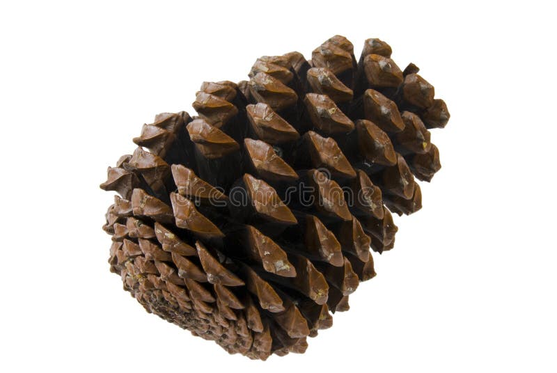 Isolated cone stock photo. Image of color, environment - 47281424