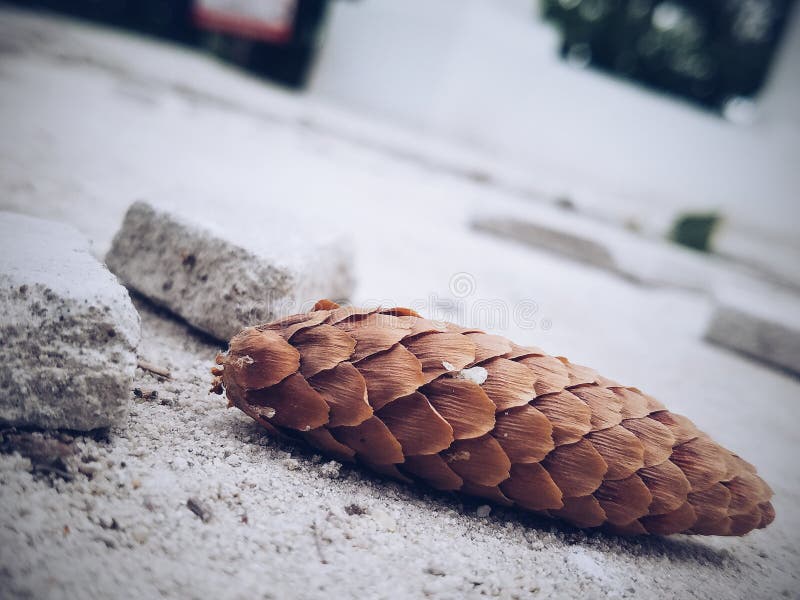 Cone stock photo. Image of cone, stone, nature, brown - 154616302
