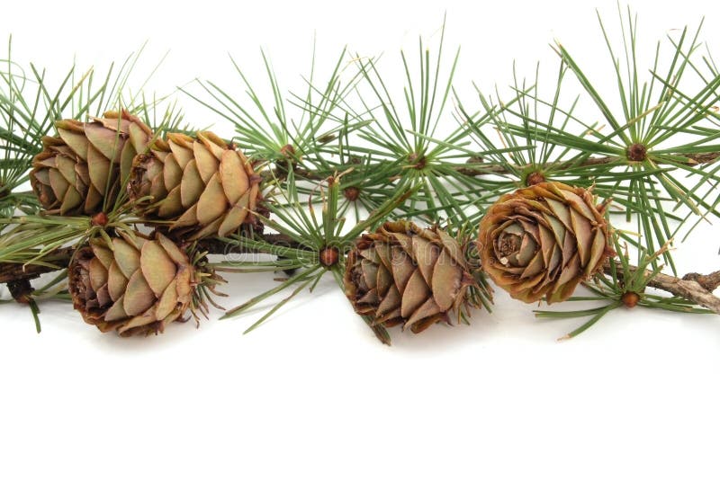 Cone stock image. Image of flora, food, conifer, cones - 228205