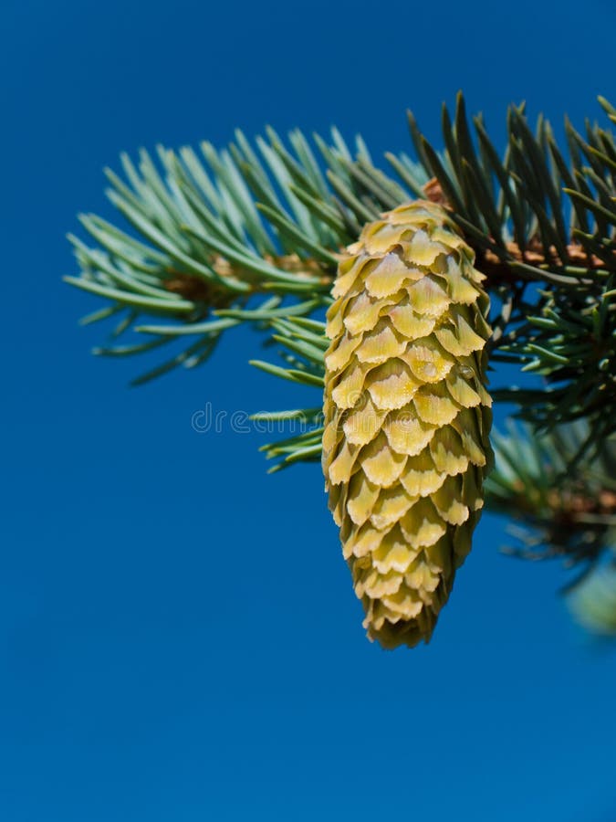 Cone stock image. Image of botany, bloom, tree, flora - 25378937