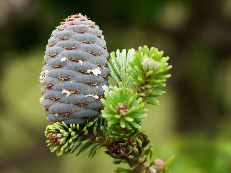 Hop cone stock photo. Image of growth, bitter, beer, ferment - 15958678