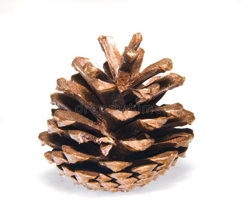 Cone stock image. Image of nature, design, macro, life - 7500541