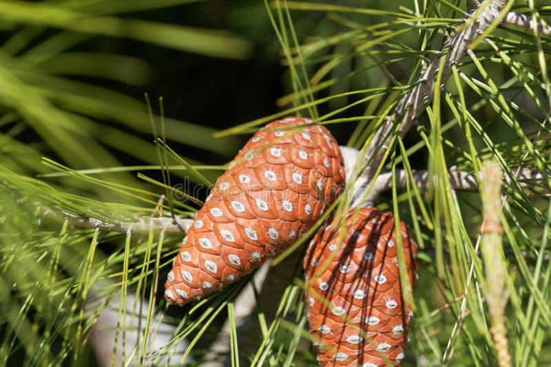 Cone of an Aleppo pine stock image. Image of brown, forest - 92997317