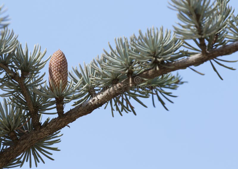 A Twig of Atlantic Cedar with a Maturing Cone Stock Photo - Image of ...