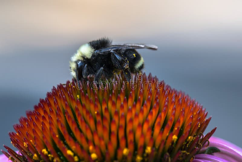 Cone Bee stock image. Image of garden, flora, floral - 94931019