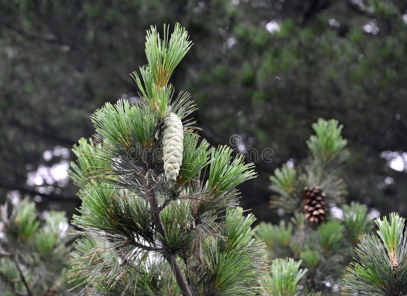 Cone on a Branch of a Pine Rumeliysky Pinus Peuce Griseb Stock Photo ...