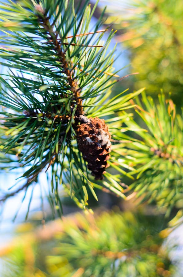 Cone on a Branch of the Pine Tree on Winter Stock Photo - Image of ...