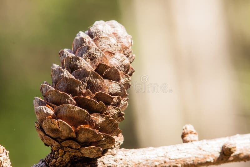 Cone on branch stock photo. Image of decoration, decorate - 38840066