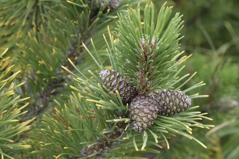 Cone branch stock photo. Image of pine, tree, needle - 229172608