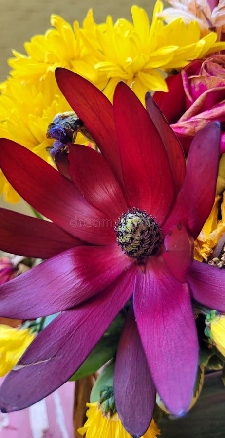 Cone Bush, Leucadendron Species Stock Photo - Image of cone ...