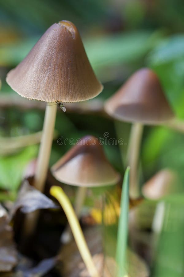 Cone cap - Conocybe stock photo. Image of gatherers, season - 34806472