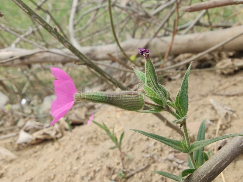 Cone Catchfly or Silene Conoidea Plant Stock Photo - Image of herblore ...