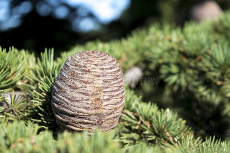 Cone of a cedar tree stock photo. Image of evergreen - 57563768