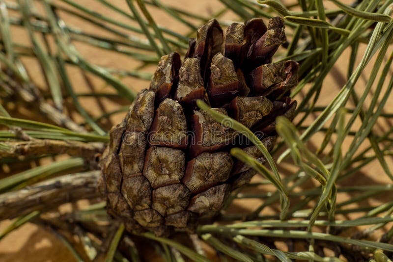Macro of Pine Tree stock image. Image of horizontal, plants - 5699185