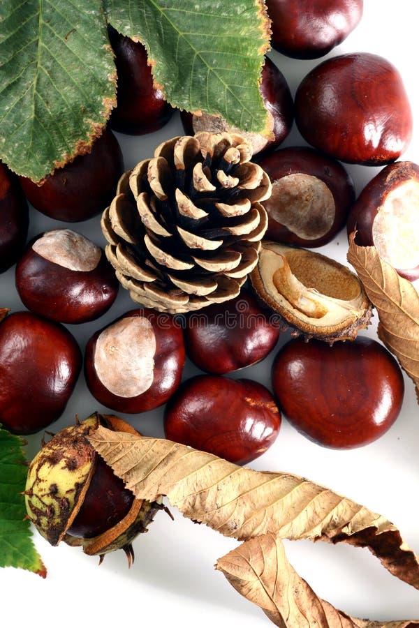 Chestnuts stock photo. Image of afternoon, chestnuts, seasons - 1310742