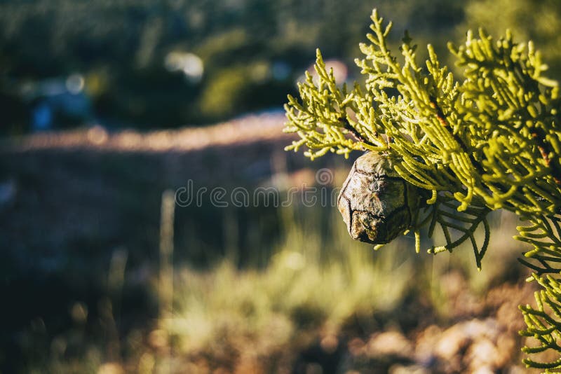 Cone Close Up of Cupressus in Nature with Unfocused Background Stock ...