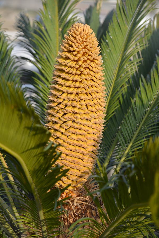 Closeup Of Cycas Reproductive Female Cone & Seeds Stock Image - Image ...