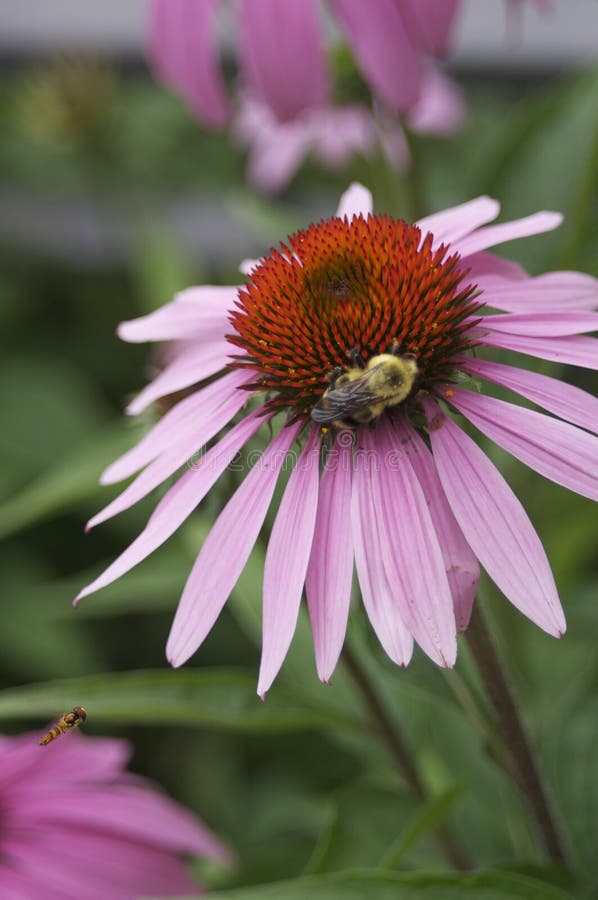 Yellow cone flowers stock image. Image of coneflower, home - 5276619